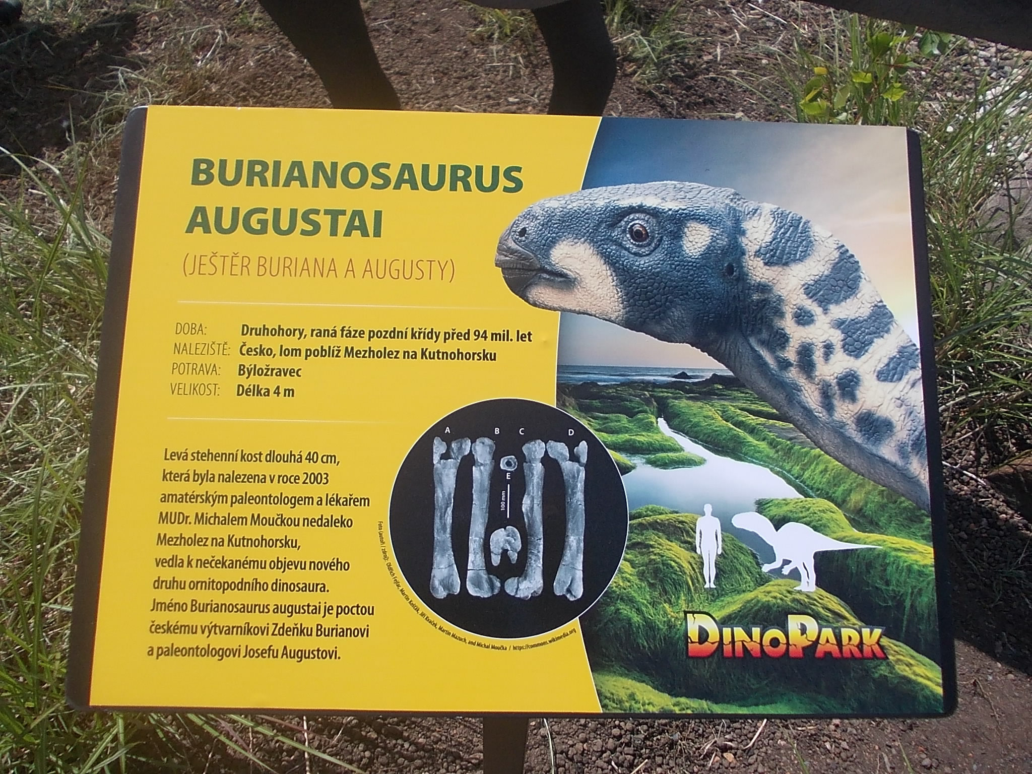 Burianosaurus má svou sochu | DinosaurusBlog